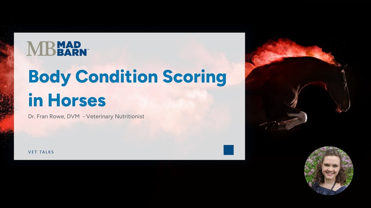 [Video] - Body Condition Scoring in Horses – Mad Barn – Vet Talk