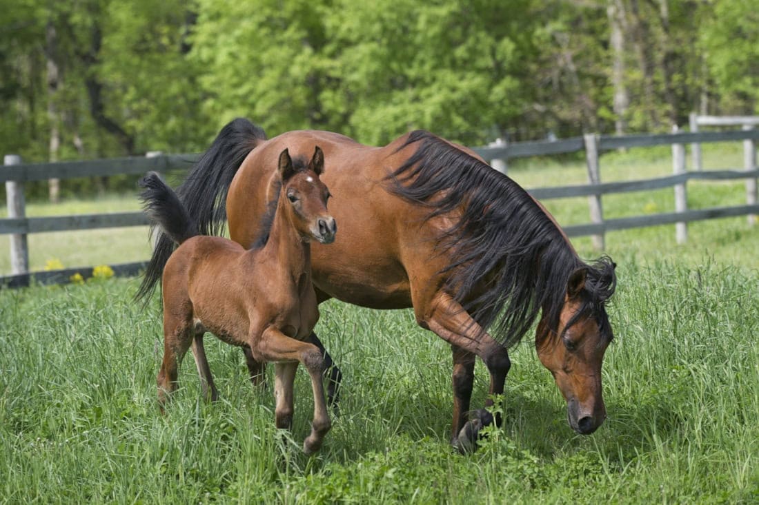 Gestation in Horses: Pregnancy Stages, Care Tips, & Related Medical ...