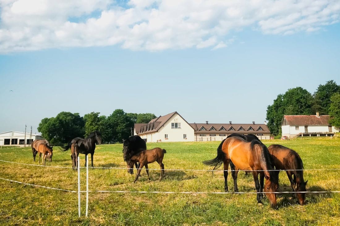 How to Start a Horse Boarding Business: Key Tips for a First-Time ...
